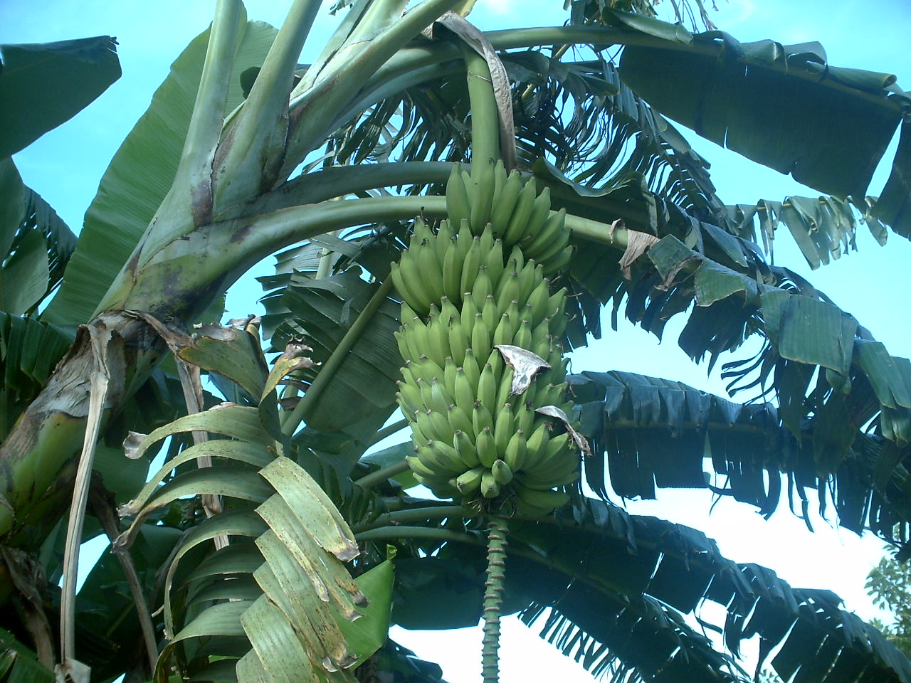 ile de la Reunion photos perso - Page 2